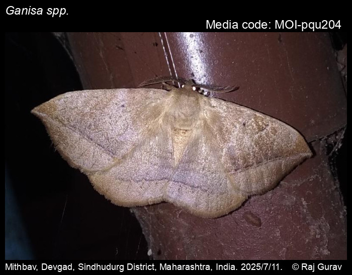 Ganisa spp. | Moths